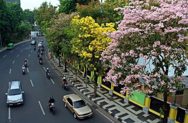 Fakta Unik dan Cara Menanam Pohon Tabebuya - Jual Pohon Besar & Tanaman ...