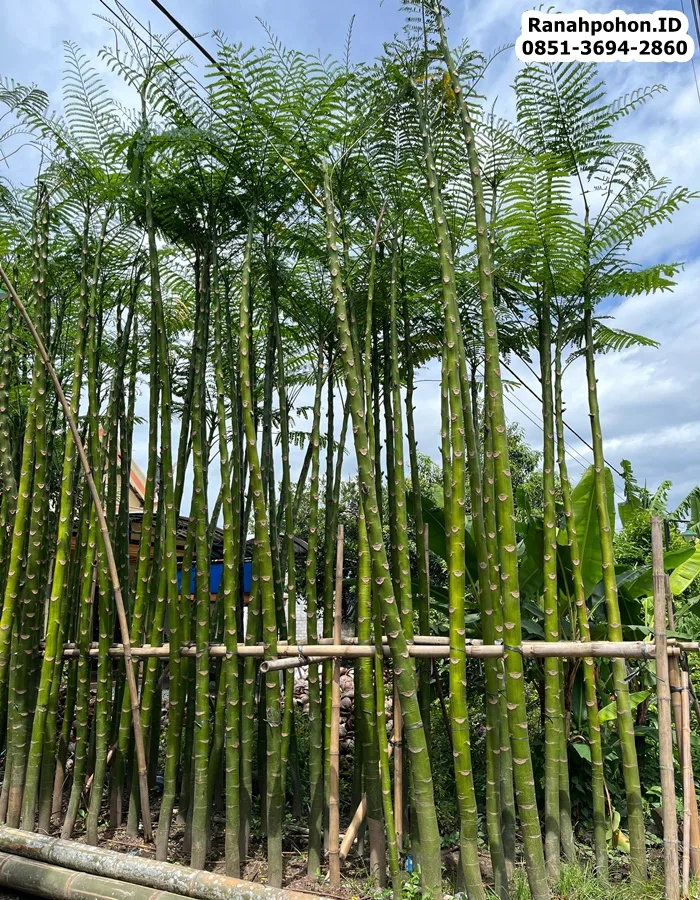 Jual Pohon Solobium Berbagai Ukuran Kualitas Terbaik - Jual Pohon Besar ...