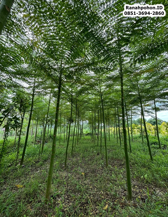 Jual Pohon Solobium Berbagai Ukuran Kualitas Terbaik - Jual Pohon Besar ...