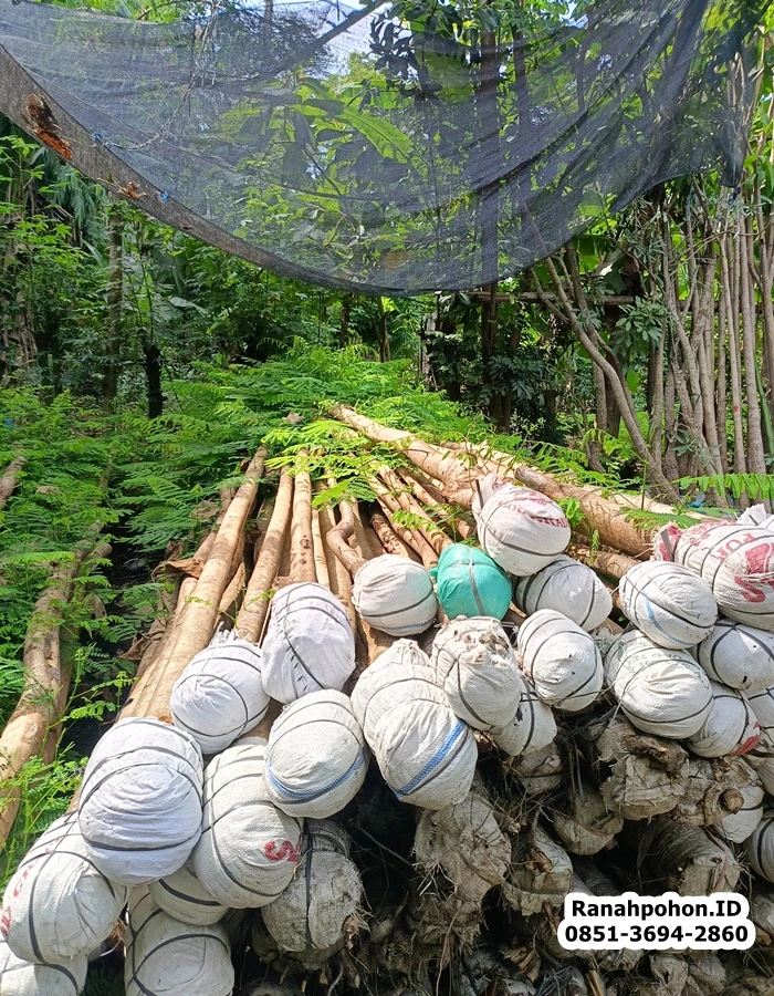 Pohon Pohon Besar Koleksi Ranah Pohon Indonesia - Jual Pohon Besar ...