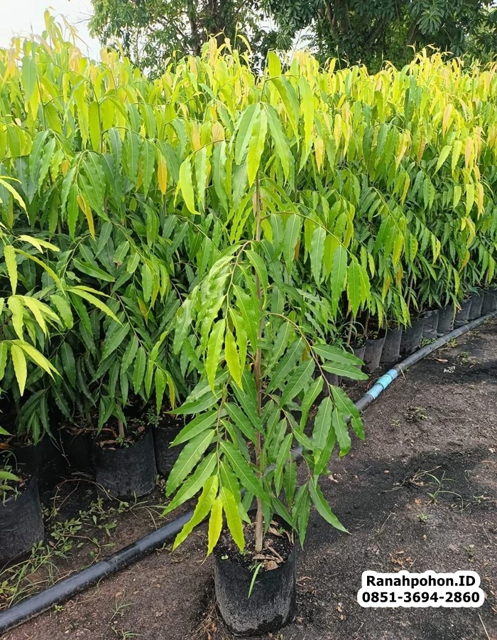 Jual Pohon Glodokan Tiang Berbagai Ukuran Kualitas Terbaik - Jual Pohon ...